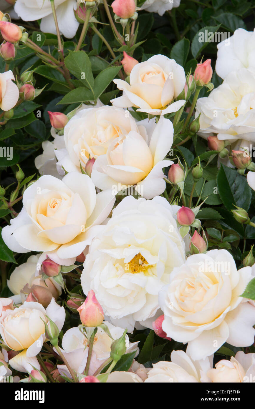 Engliusche rosen -Fotos und -Bildmaterial in hoher Auflösung – Alamy