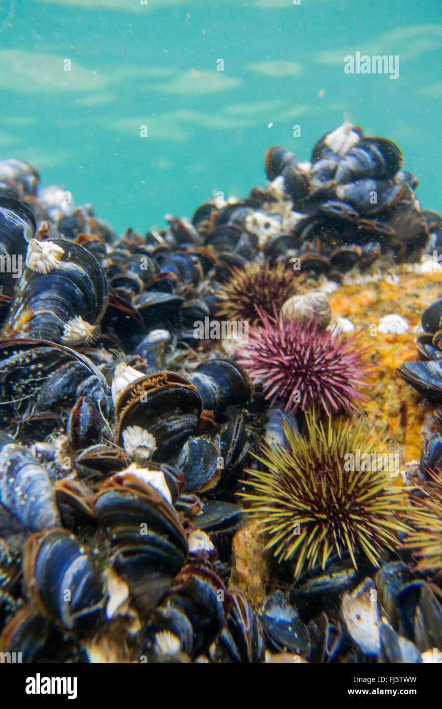 Seeigel krebstiere -Fotos und -Bildmaterial in hoher Auflösung – Alamy