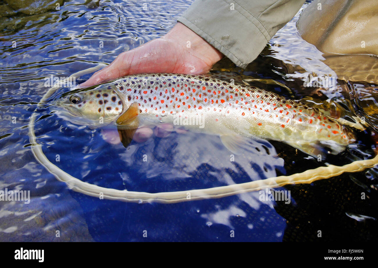 Forelle gefangen -Fotos und -Bildmaterial in hoher Auflösung – Alamy