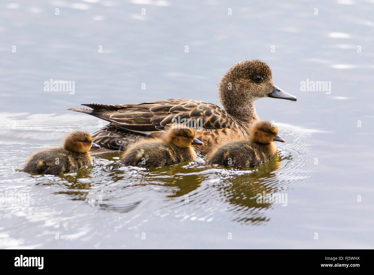 Weibliche Ente und Jung Stockfotos und -bilder Kaufen - Alamy