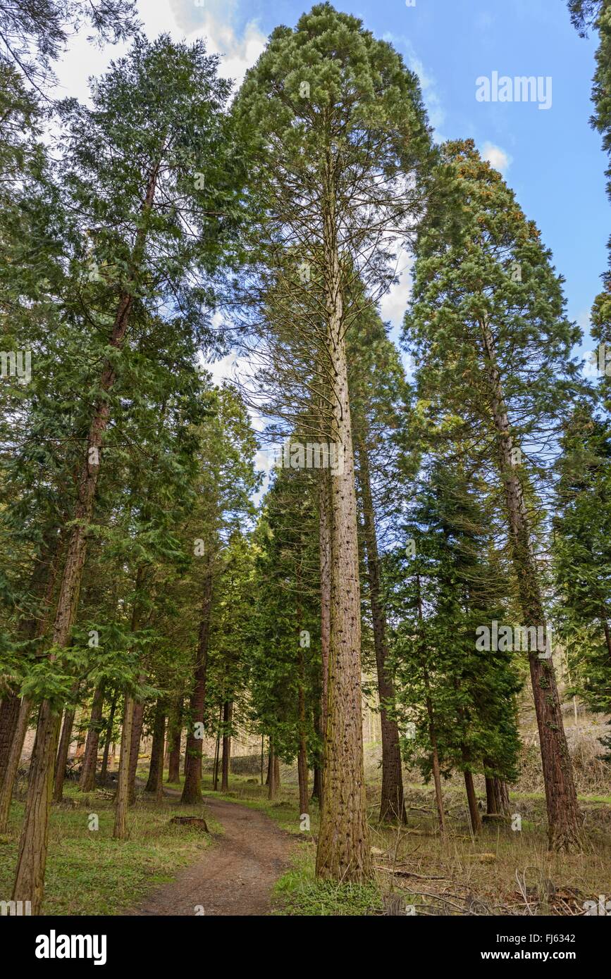 Mammutbaum, Giant Redwood (Sequoiadendron Giganteum), Wald mit ...