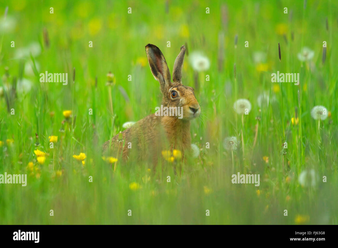 Feldhase, Feldhasen (Lepus Europaeus), sitzt in einer Frühlingswiese ...