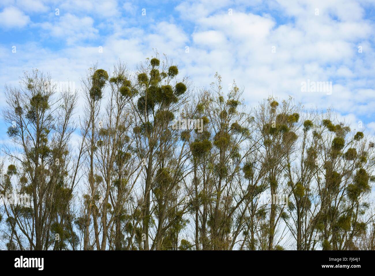 Pappeln mit mistel -Fotos und -Bildmaterial in hoher Auflösung – Alamy