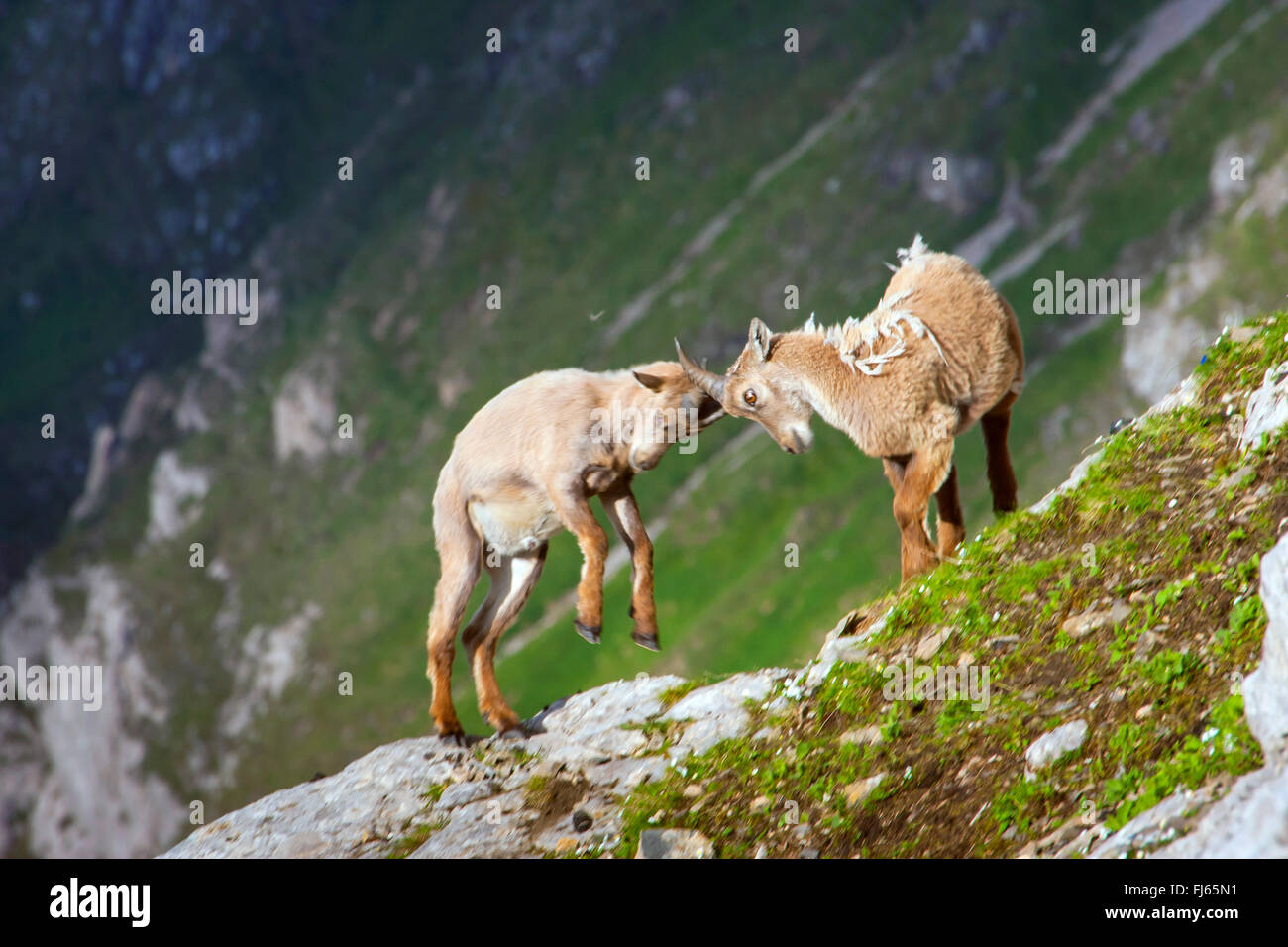 Alpensteinbock (Capra Ibex, Capra Ibex Ibex), zwei Jungtiere im Wandel ...
