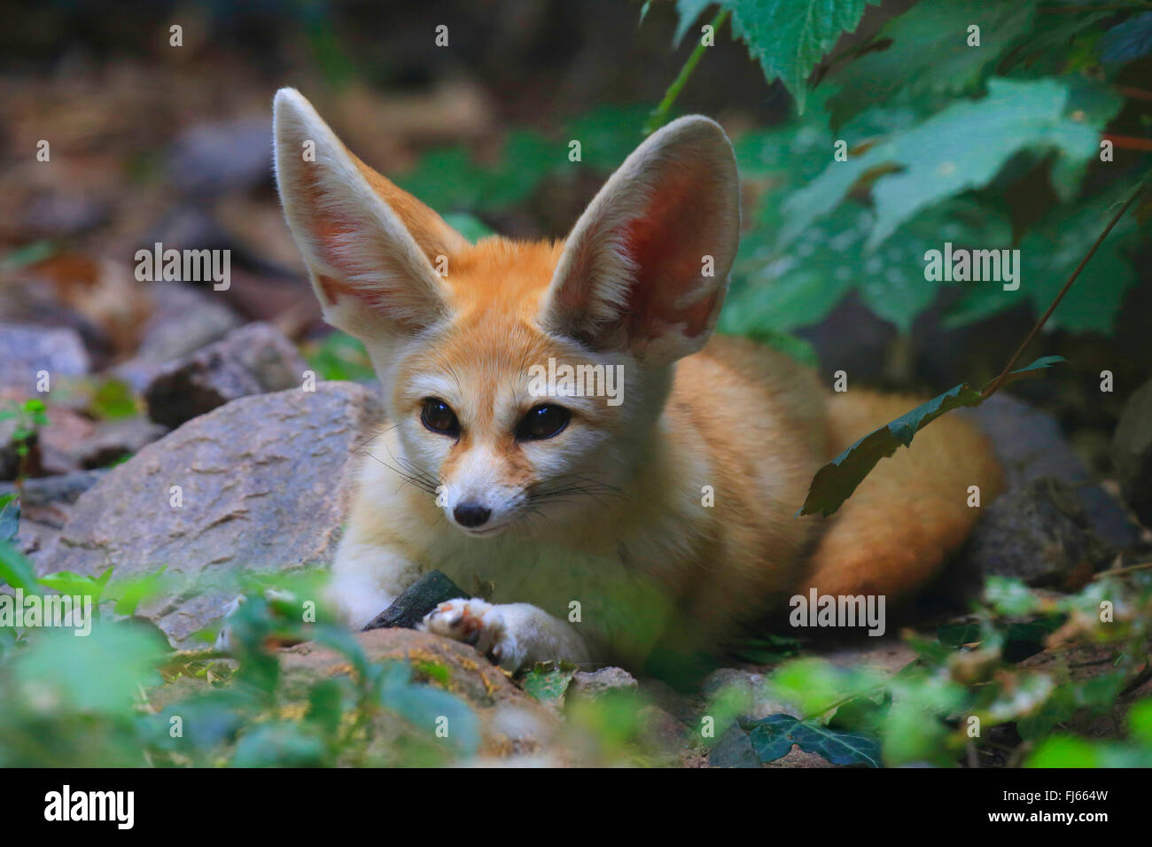 Fennec Fuchs (Fennecus Zerda, Vulpes Zerda), im Freigehege ...