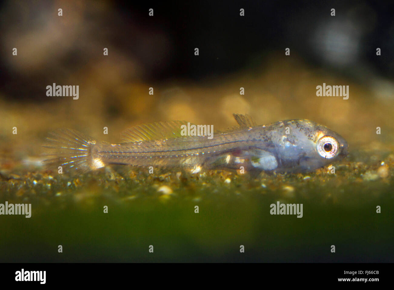 Tubenose goby -Fotos und -Bildmaterial in hoher Auflösung – Alamy