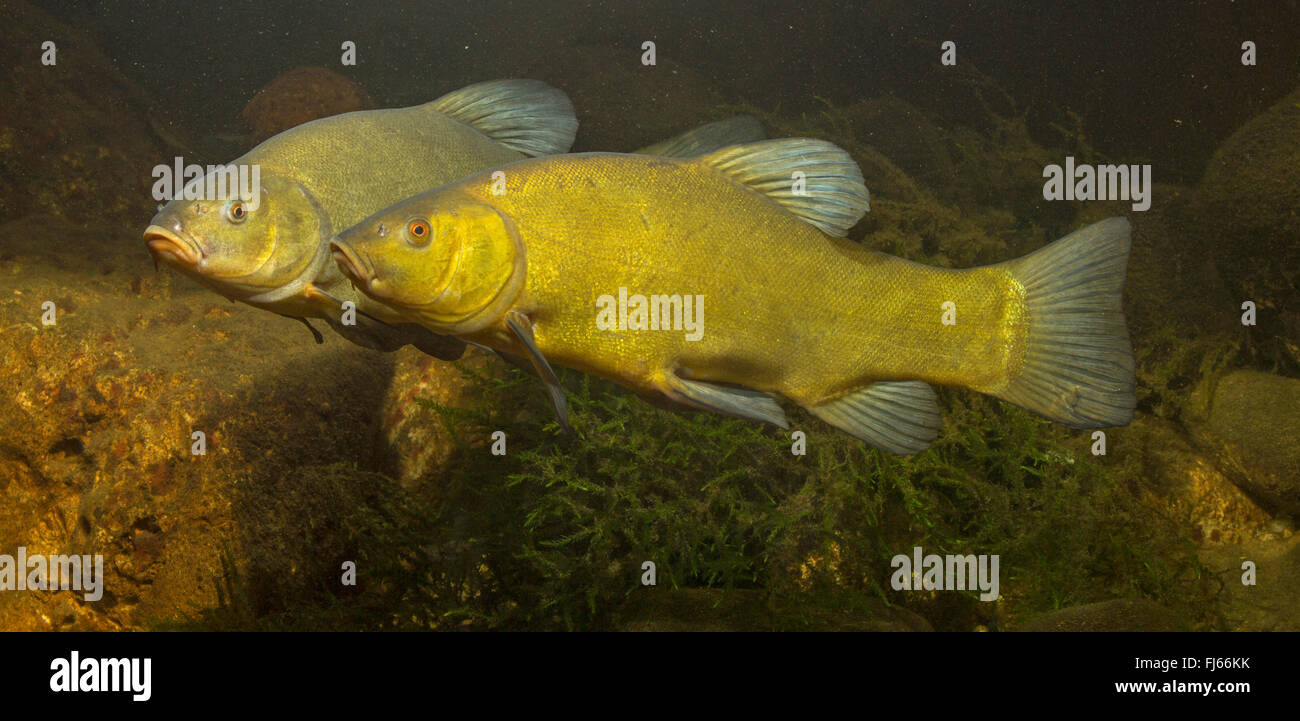 Tench Tinca Tinca Stockfotos und -bilder Kaufen - Alamy