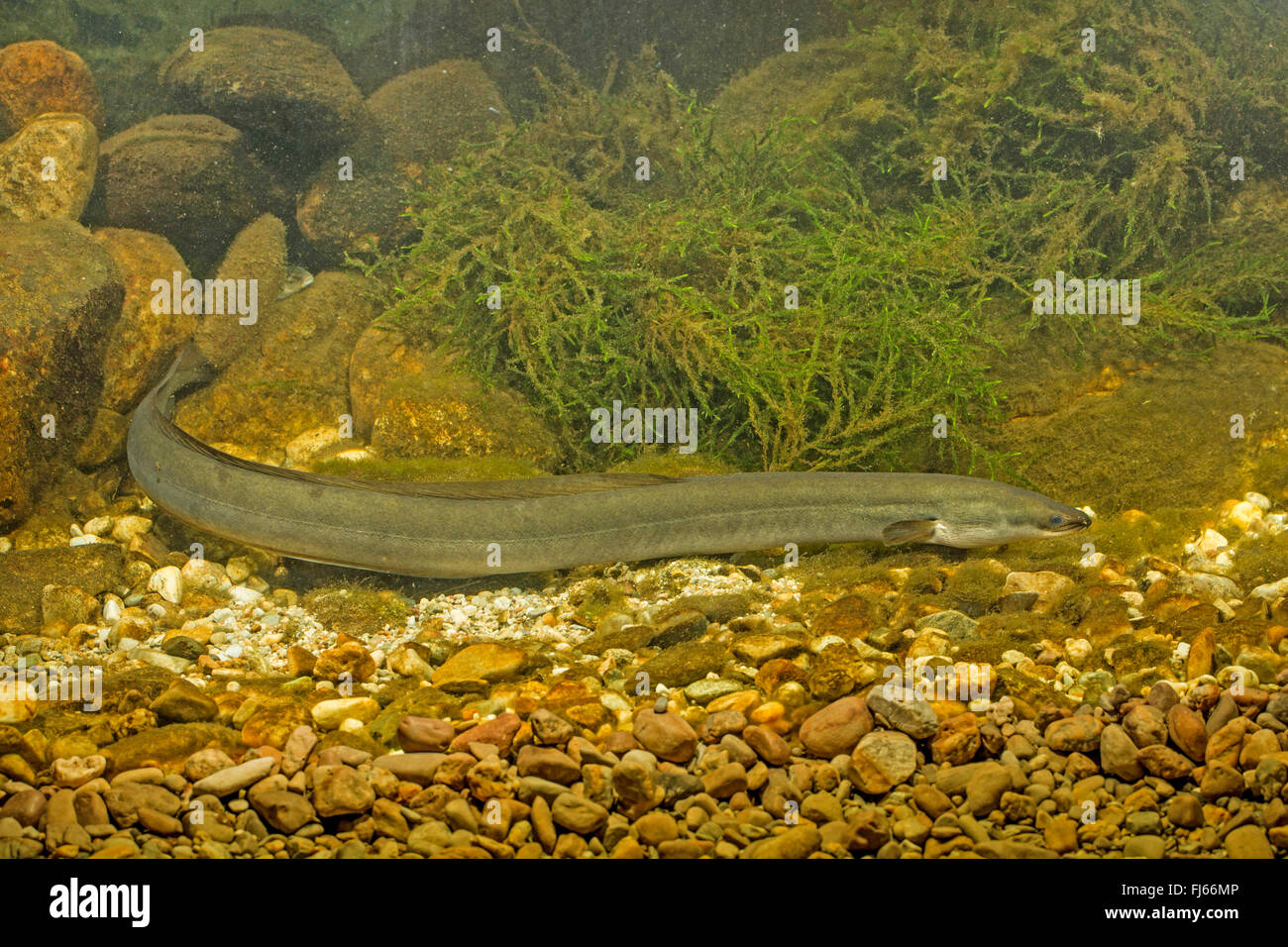 Essbarer aal -Fotos und -Bildmaterial in hoher Auflösung – Alamy