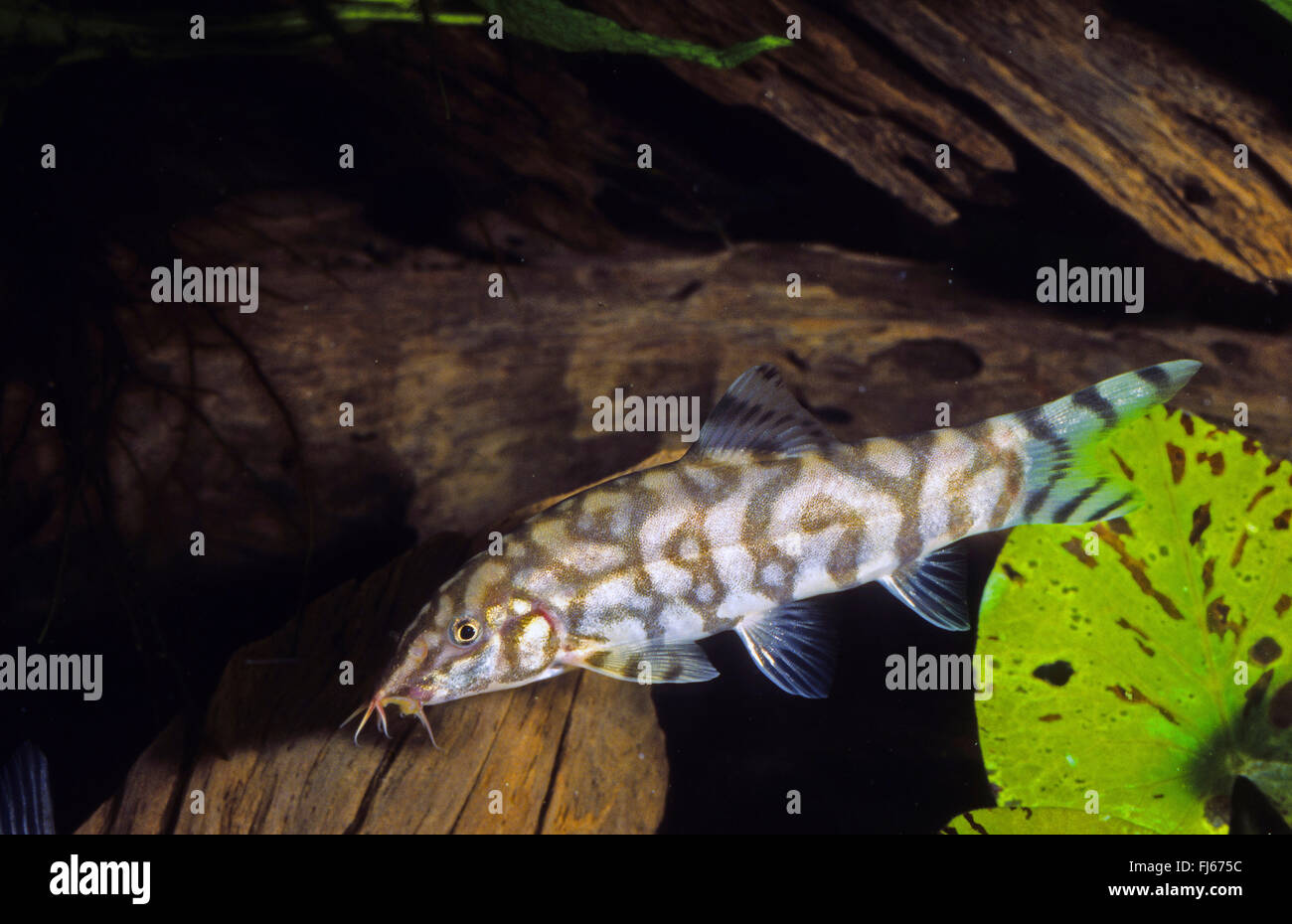 Pakistanische tiere -Fotos und -Bildmaterial in hoher Auflösung – Alamy