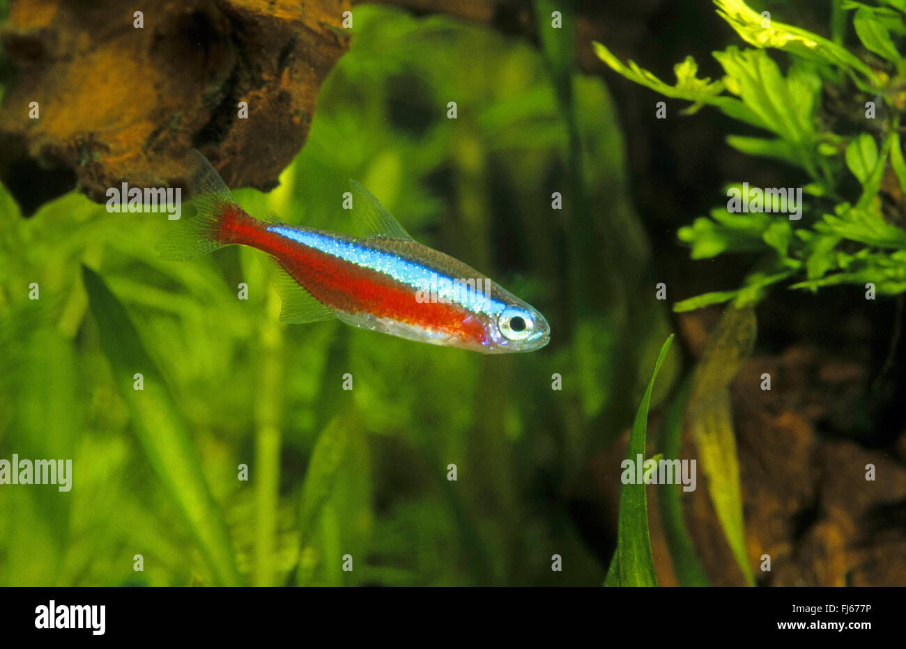 Kardinal Tetra (Paracheirodon Axelrodi, Cheirodon Axelrodi ...