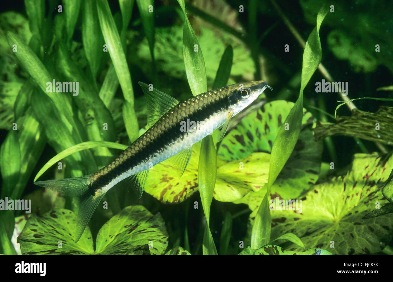 Siamesische Algen Esser, siamesische Flying Fox, siamesische Fuchs ...