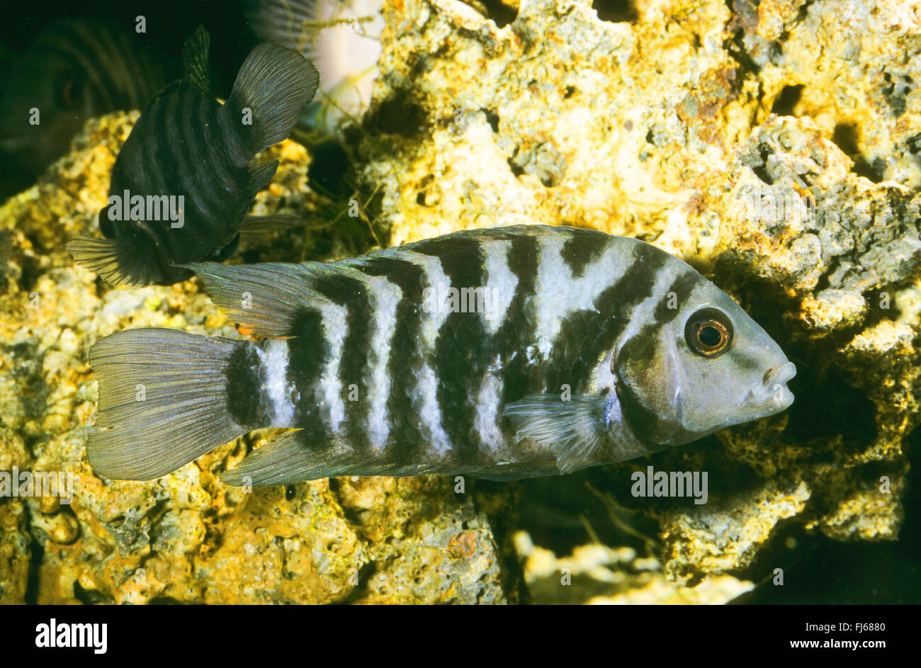 Archocentrus nigrofasciatum -Fotos und -Bildmaterial in hoher Auflösung ...