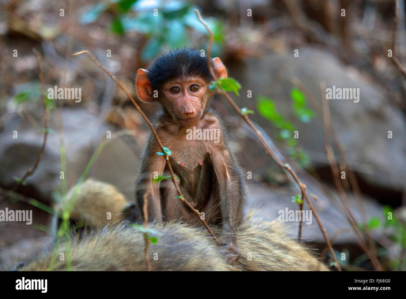 Diese kleinen affen -Fotos und -Bildmaterial in hoher Auflösung – Alamy