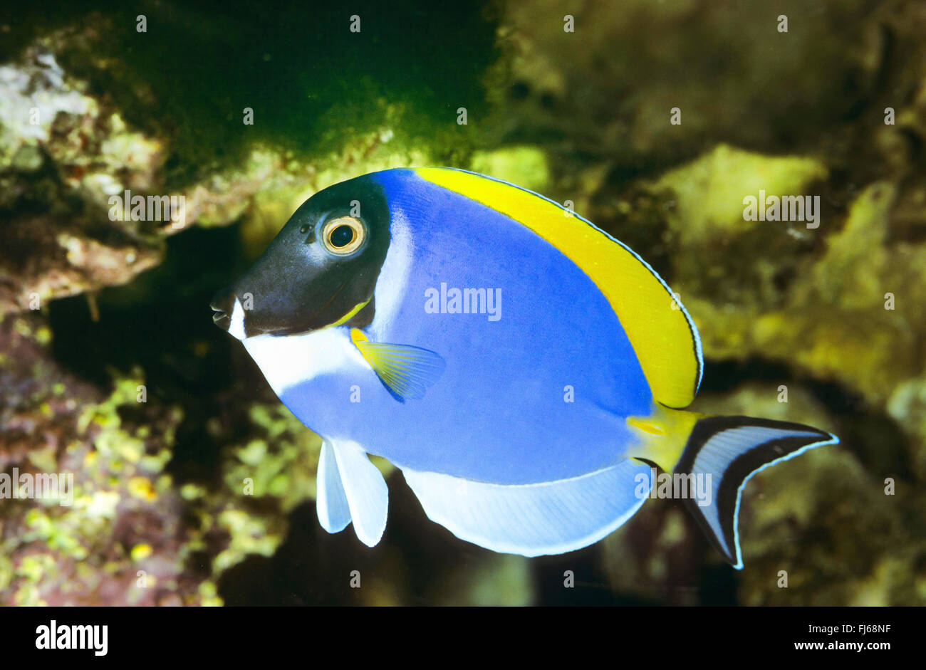 Powder Blue Tang, Powderblue Doktorfisch (Acanthurus Leucosternon ...