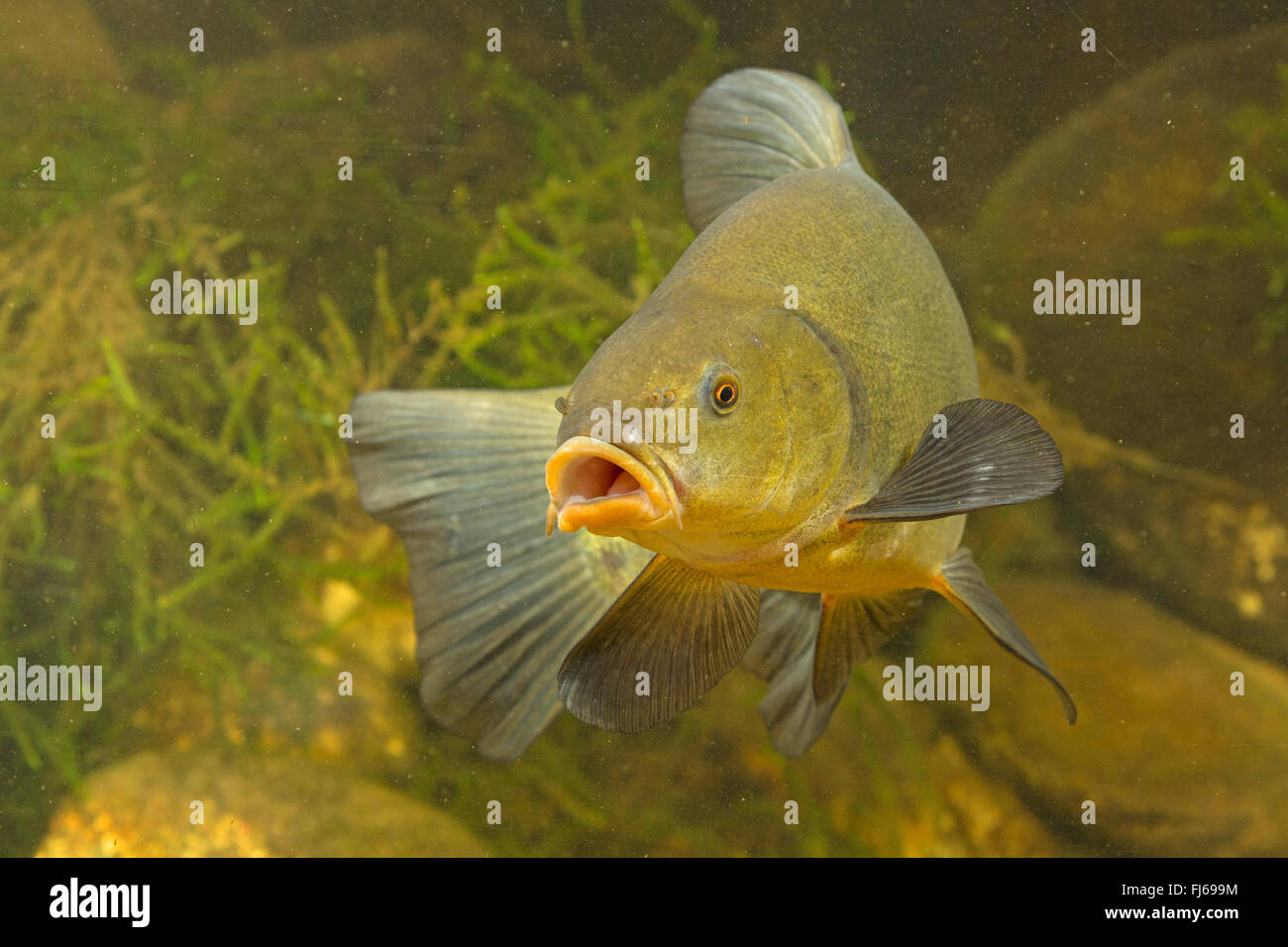 Tench tinca tinca -Fotos und -Bildmaterial in hoher Auflösung – Alamy
