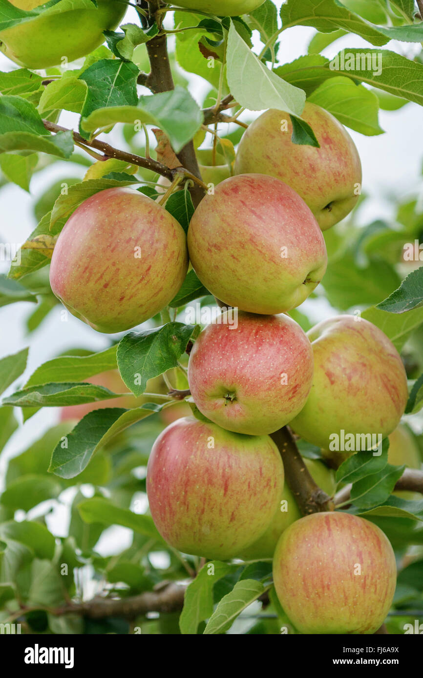 Apfelbaum (Malus Domestica 'Rekarda', Malus Domestica Rekarda), Aplles ...