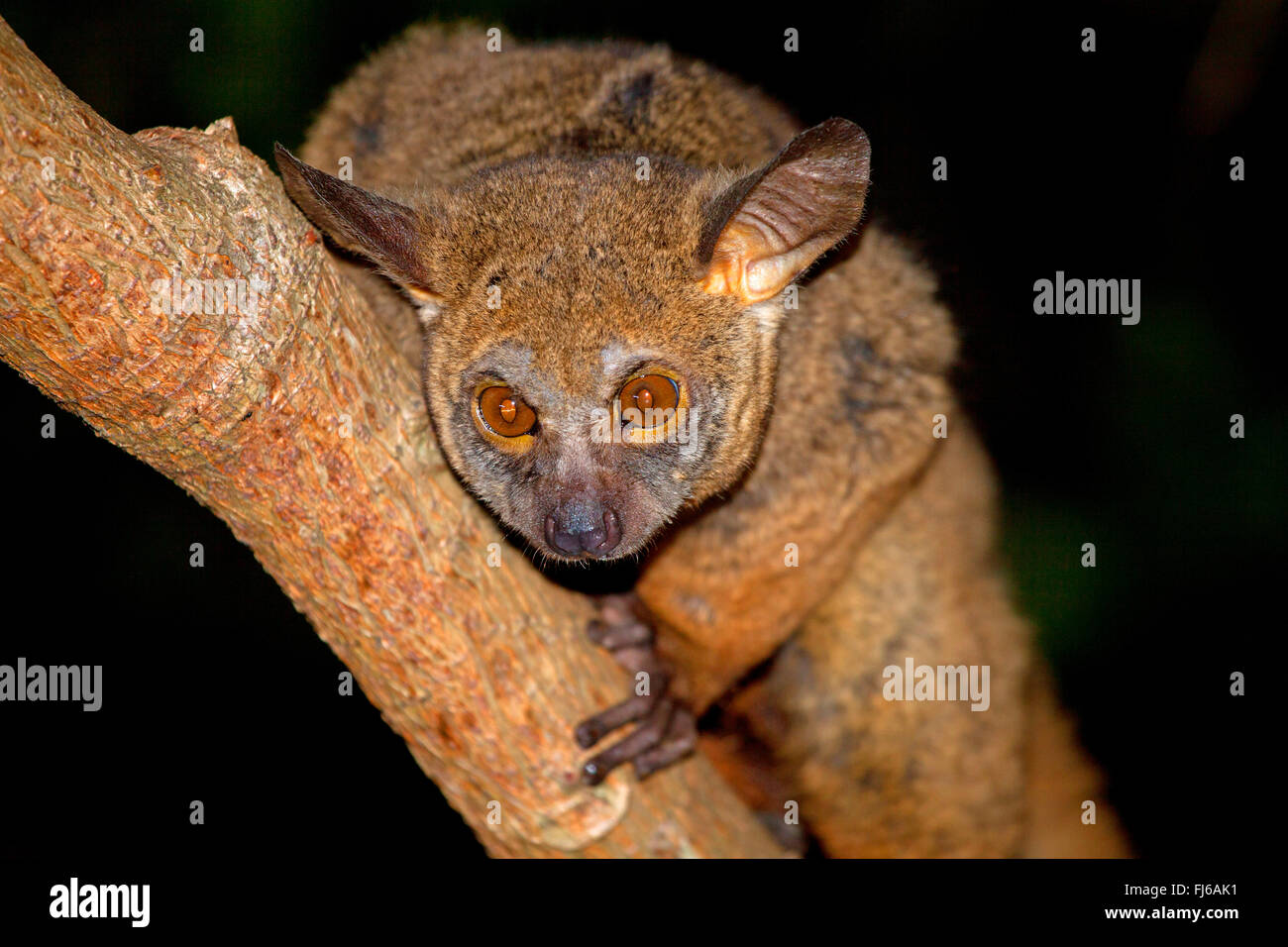 Galago senegalensis -Fotos und -Bildmaterial in hoher Auflösung – Alamy