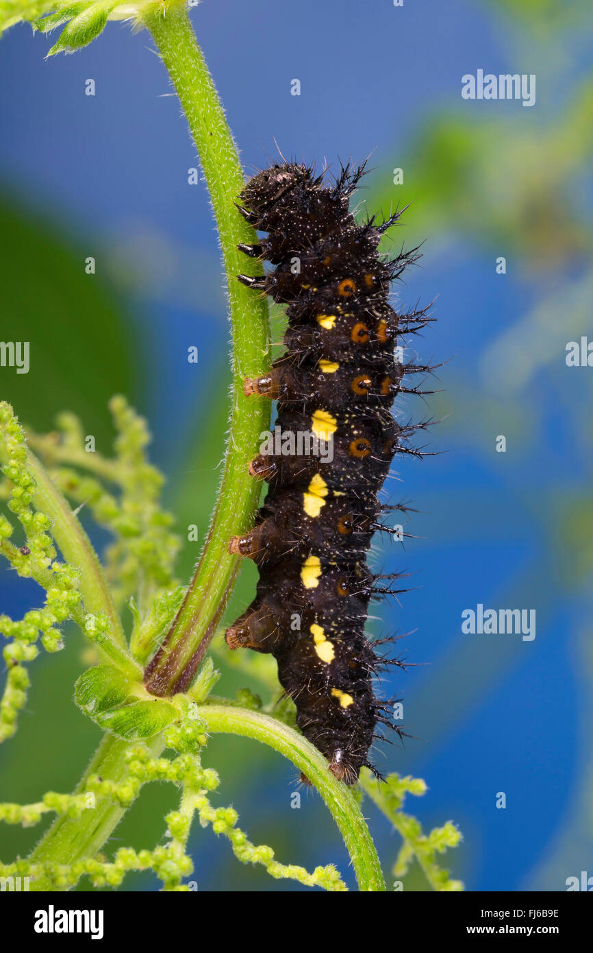 Eine gelbe raupe -Fotos und -Bildmaterial in hoher Auflösung – Alamy