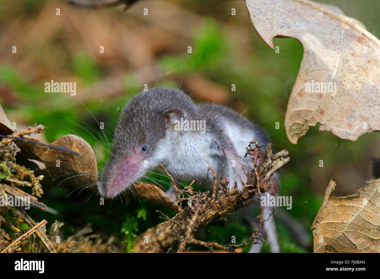 Geringere spitzmaus -Fotos und -Bildmaterial in hoher Auflösung – Alamy