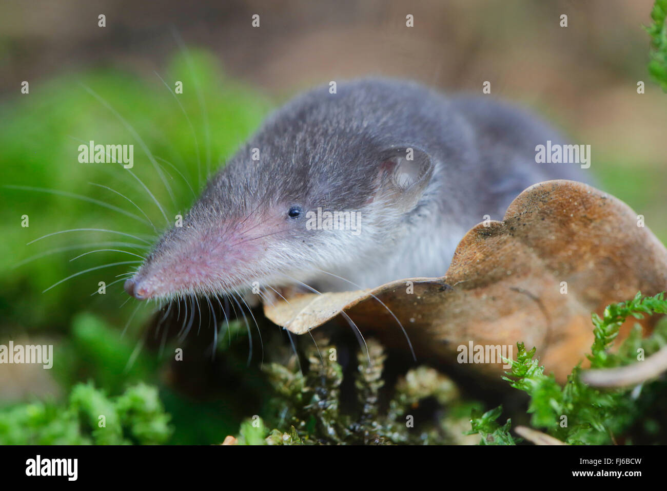 weniger weiß-toothed Spitzmaus (Crocidura Suaveolens), junge Tiere ...