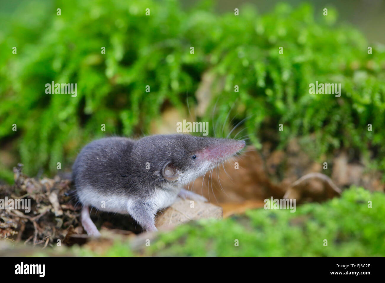 weniger weiß-toothed Spitzmaus (Crocidura Suaveolens), Jungtier, die ...