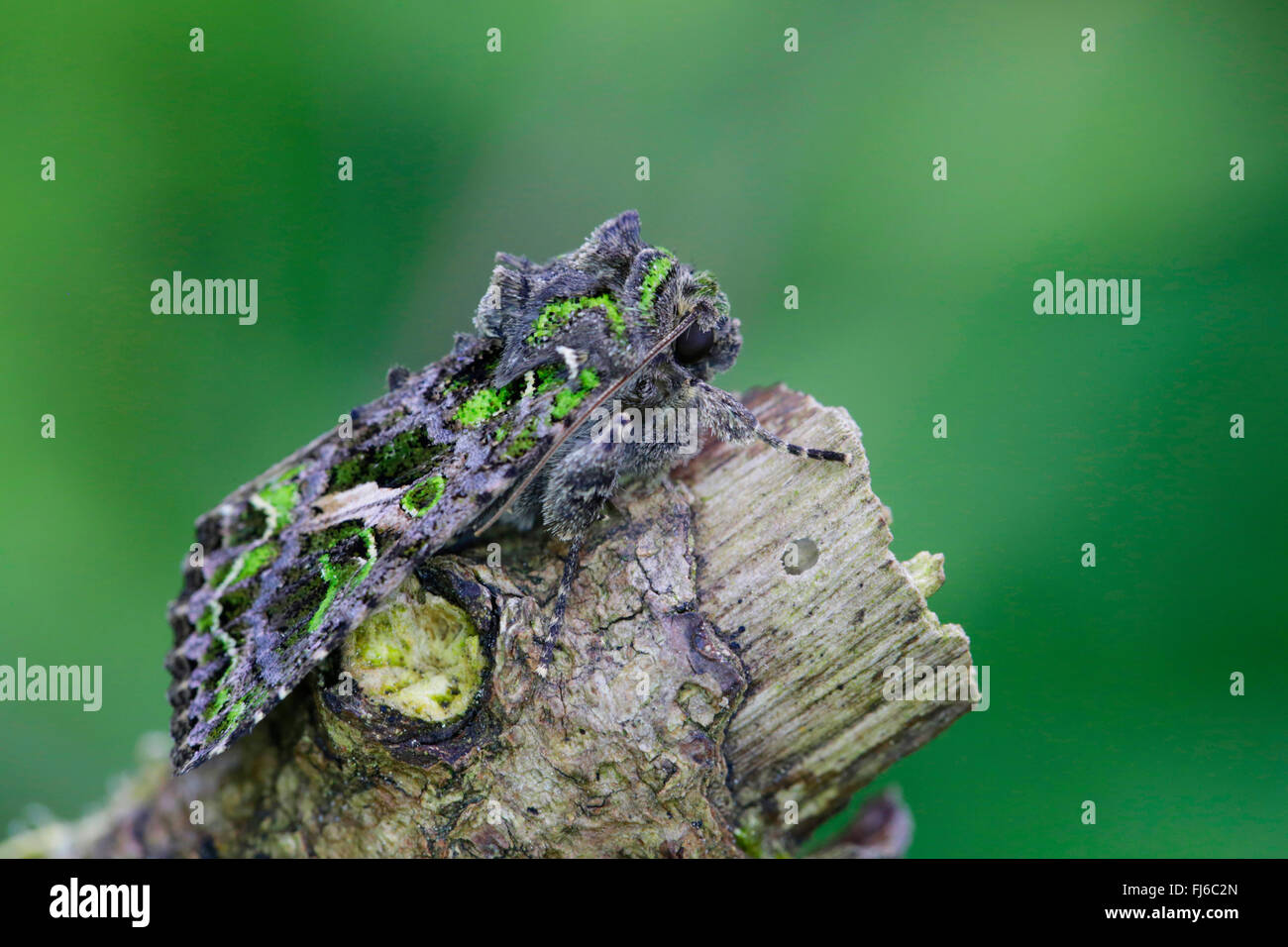 Trachea tier -Fotos und -Bildmaterial in hoher Auflösung – Alamy