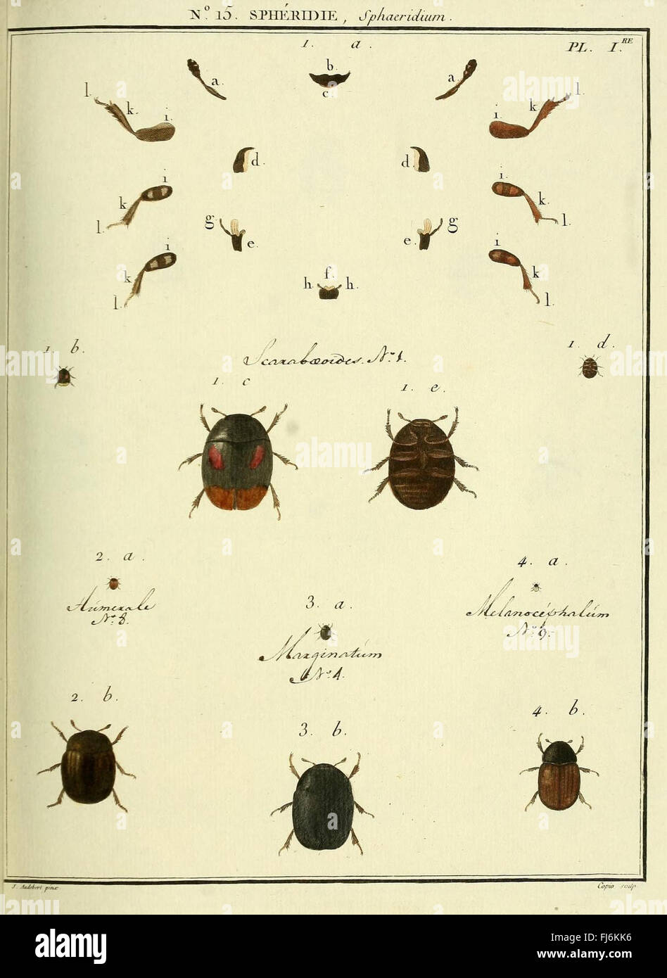 Eine entomologische Studie über die Familie der Käfer der Spheridae, einschließlich Platte I aus ...