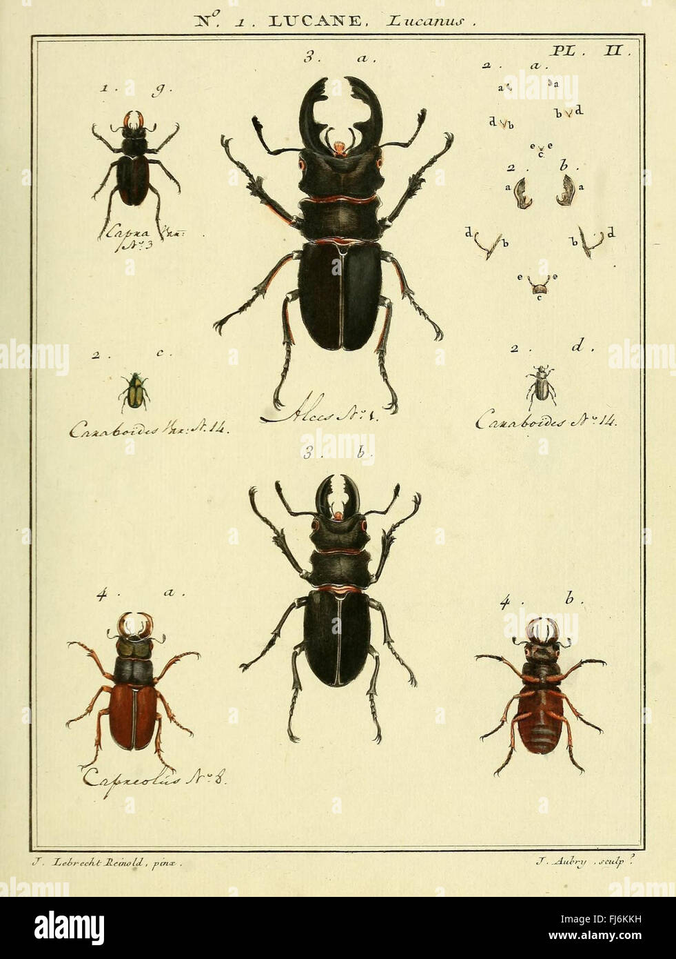 Eine Platte aus „Entomologie“, die die Naturgeschichte der Käfer ...