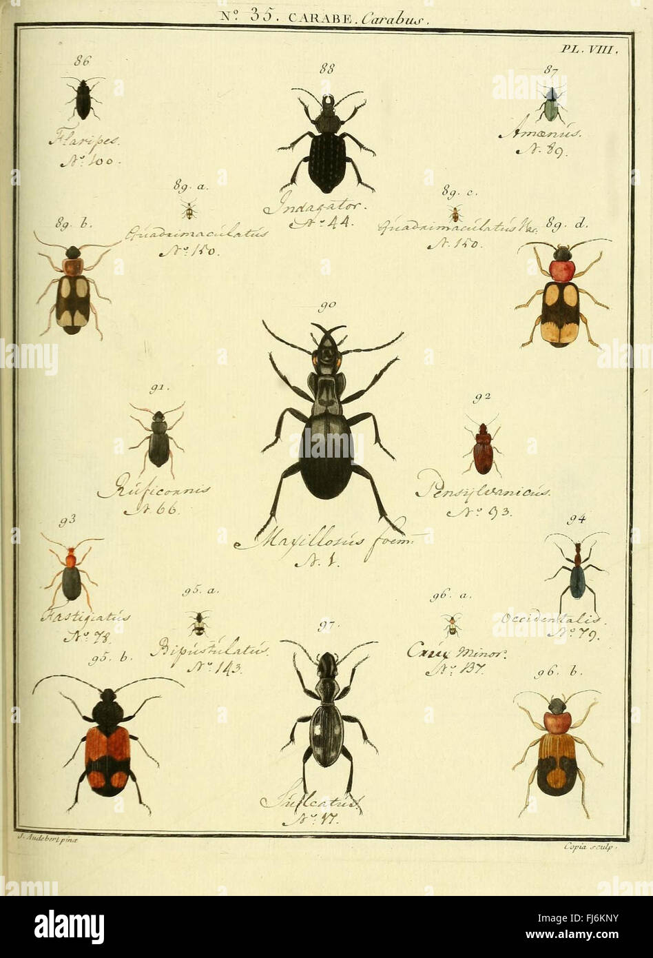 Platte VIII aus „Entomologie, ou, Histoire naturelle des Insectes“, die ...