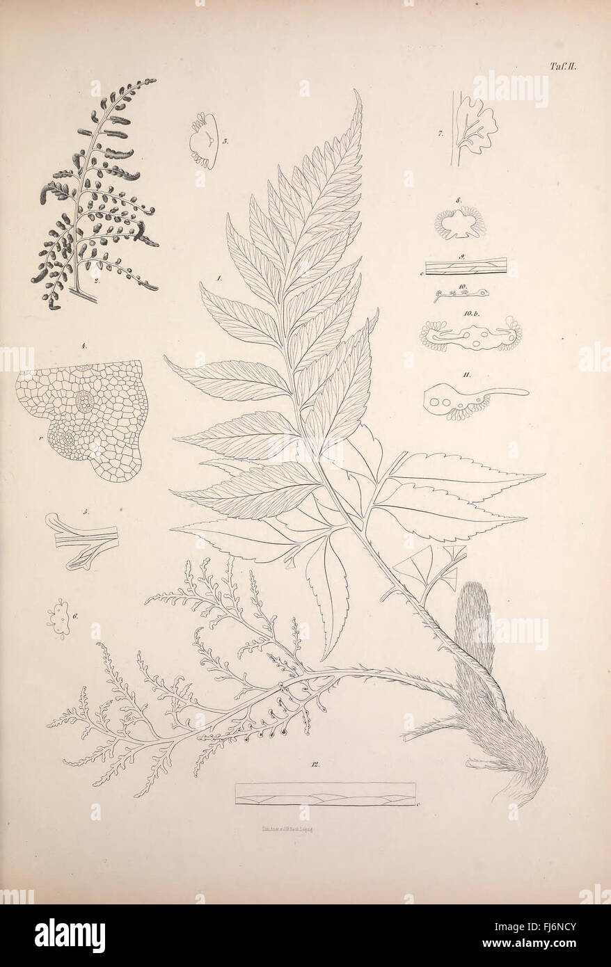 Filices Horti Botanici Lipsiensis - Ein botanisches Werk, das sich mit ...