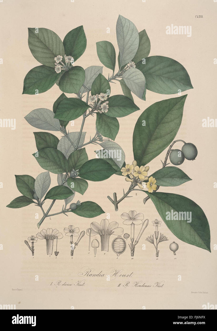 Ein illustriertes botanisches Werk aus dem 19. Jahrhundert, das die ...