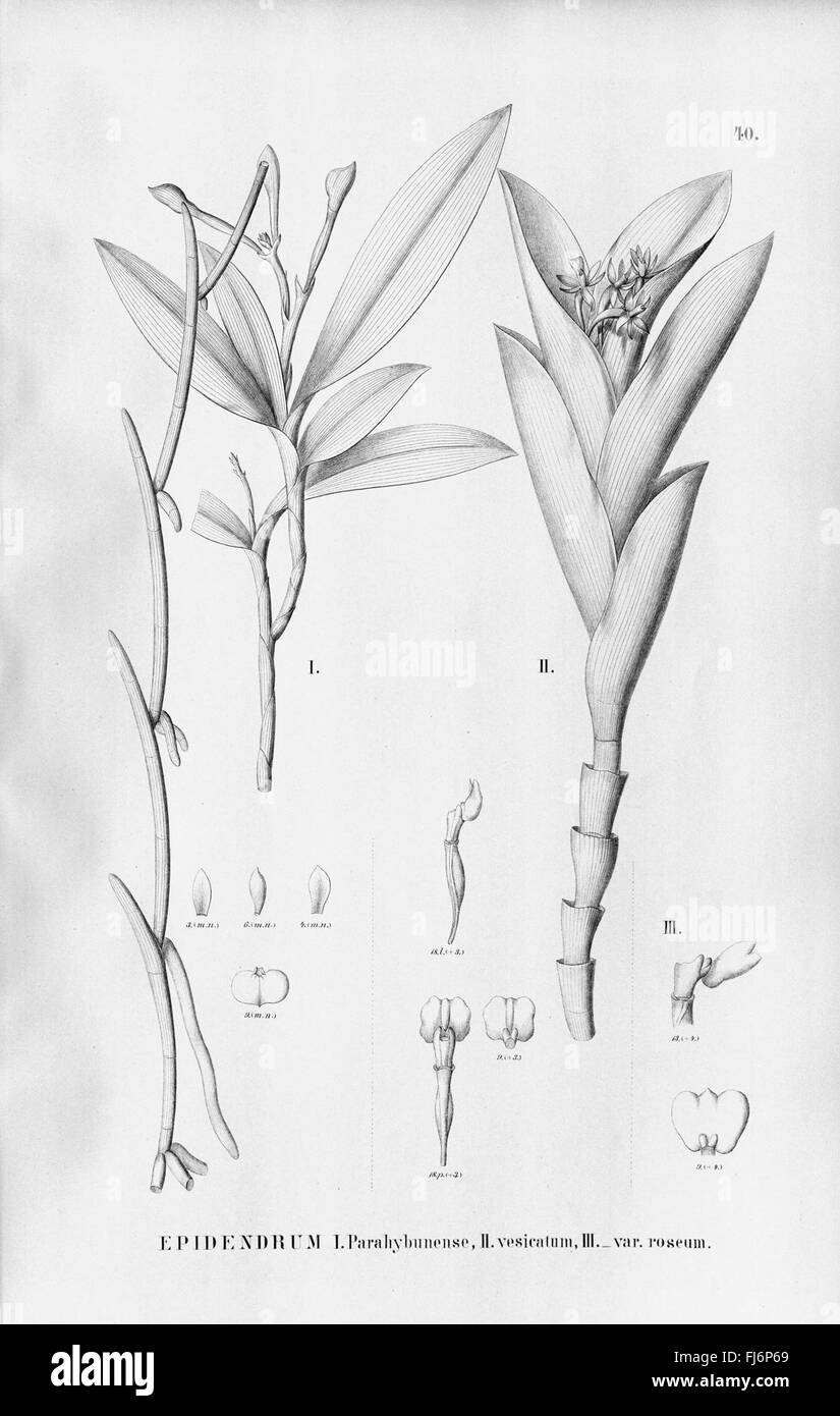 Flora brasiliensis, enumeratio plantarum in Brasilia hactenus detectarum (Tab. 40), 1840 ...