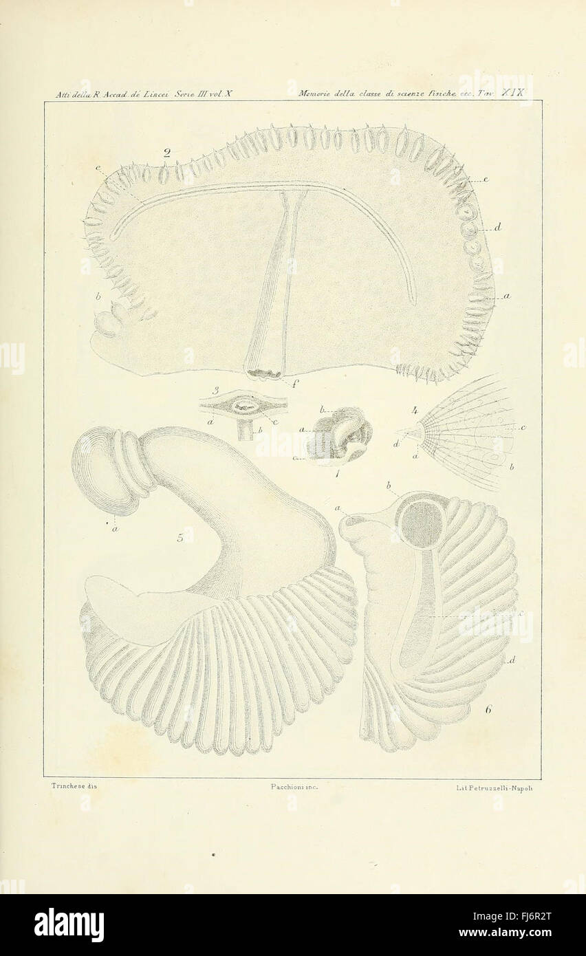 Weichtiere, Meeresbiologie, Genua, Meeresarten, Cypraeidae, Mollusken ...