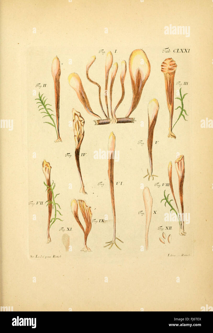 Fungorum Qui in Bayern et Palatinatu circa Ratisbonam Nascuntur ...