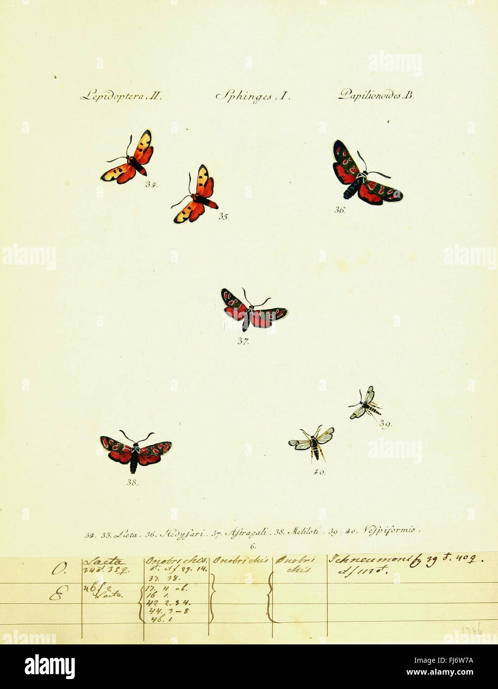 Hübner's Papilio (Platte II-I-B) - Eine von Jacob Hübner ...