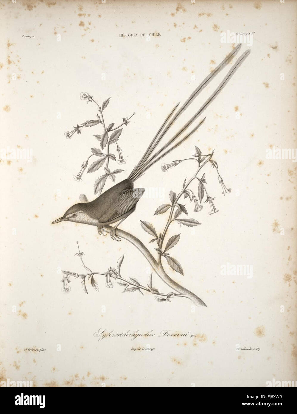 "Historia Física y Política de Chile", in dem die physische und politische Geschichte Chiles auf ...