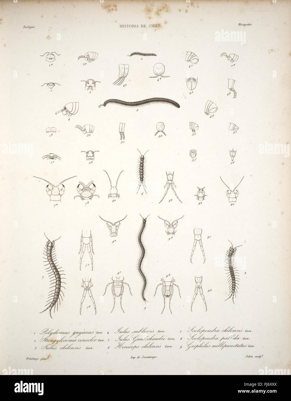 Historia física y política de Chile - Eine umfassende historische und politische Studie Chiles ...