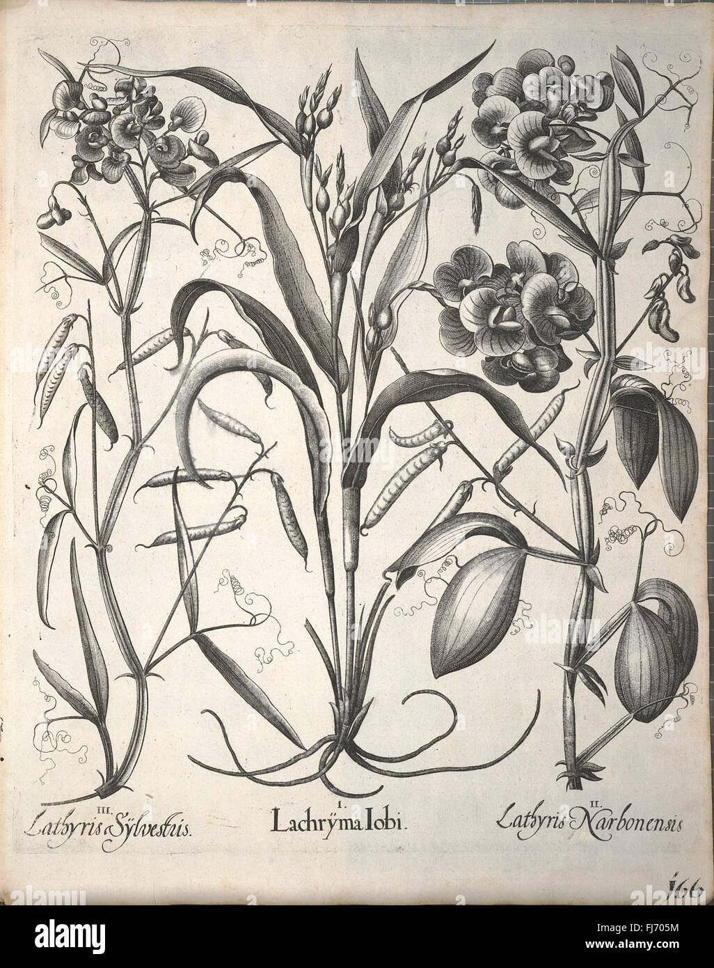 „Hortus Eystettensis“ ist ein berühmtes botanisches Werk aus dem 17 ... „Hortus Eystettensis“ ist ein berühmtes botanisches Werk aus dem 17 ...