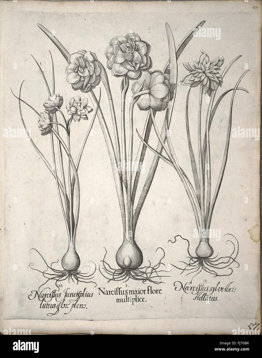 Ein frühes botanisches Werk mit detaillierten Illustrationen und ...