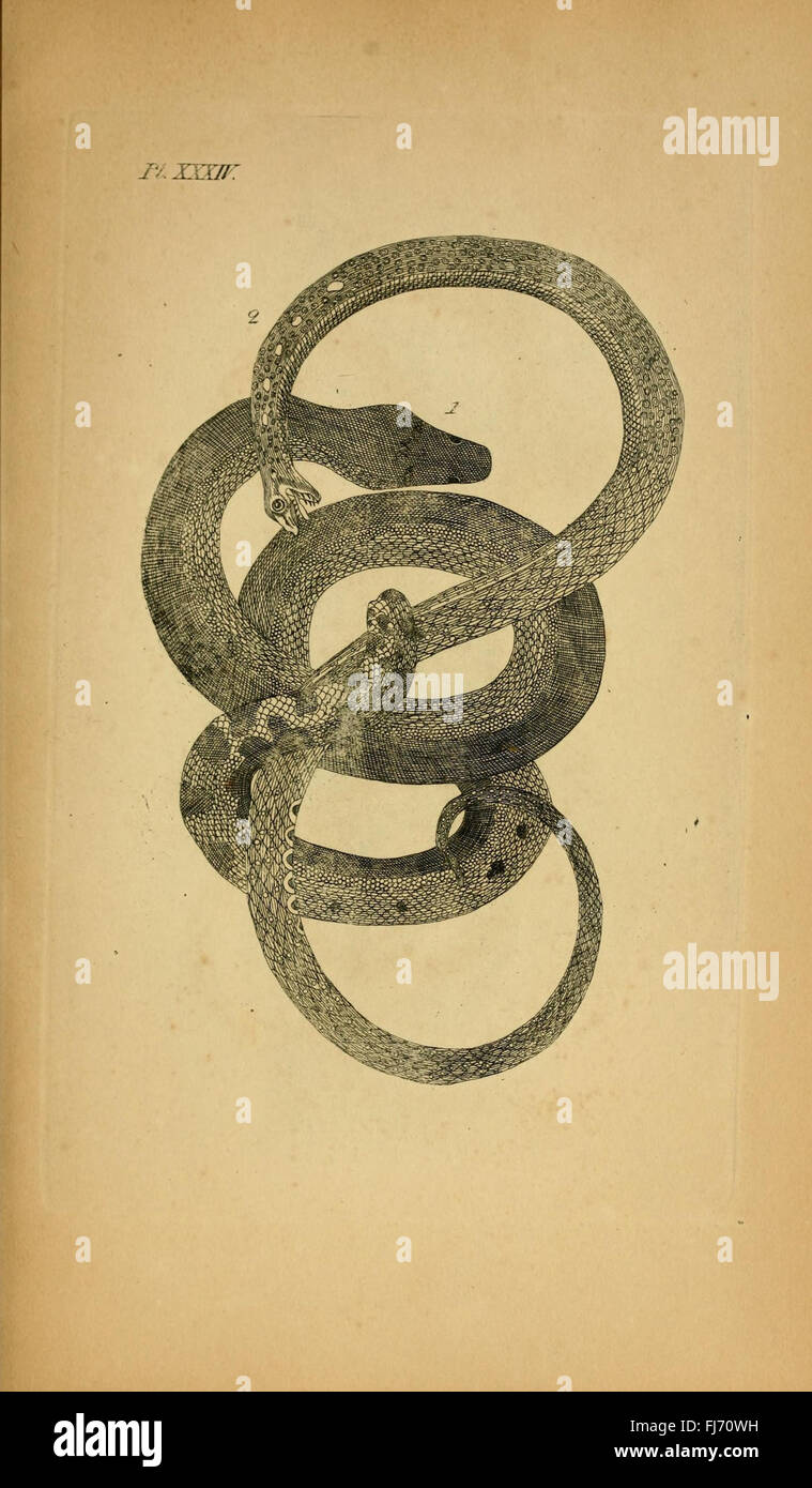 Icones amphibiorum, Amphibians Harvard University, MCZ, Ernst Mayr ...