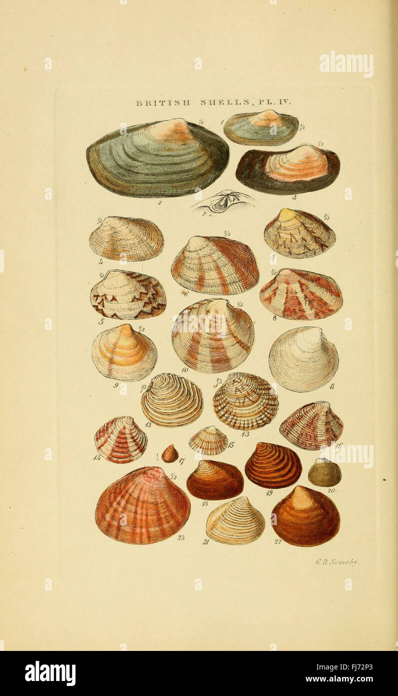 Illustrierte sammlung verschiedener arten von muscheln -Fotos und ...