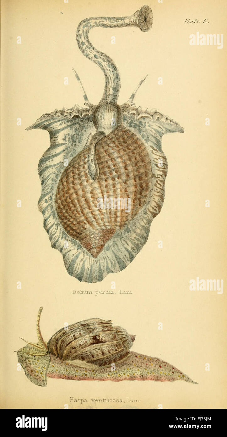 Taxonomie grundlagen -Fotos und -Bildmaterial in hoher Auflösung – Alamy