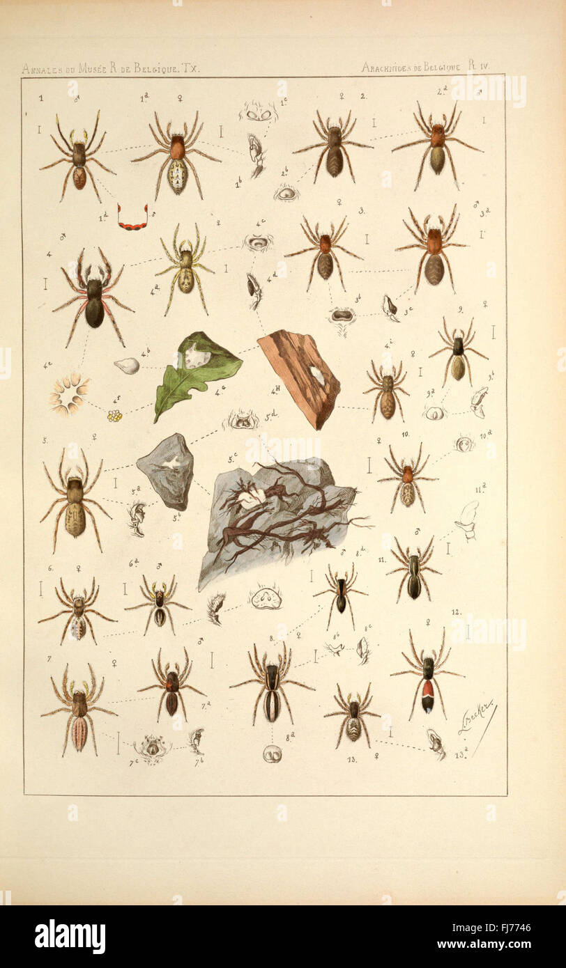 Les Arachnides de Belgique, ein ausführliches Werk über die Arachniden ...