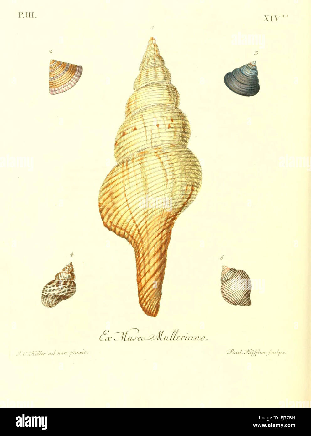 Ein Werk aus dem 17. Jahrhundert mit einer umfangreichen Sammlung von ...