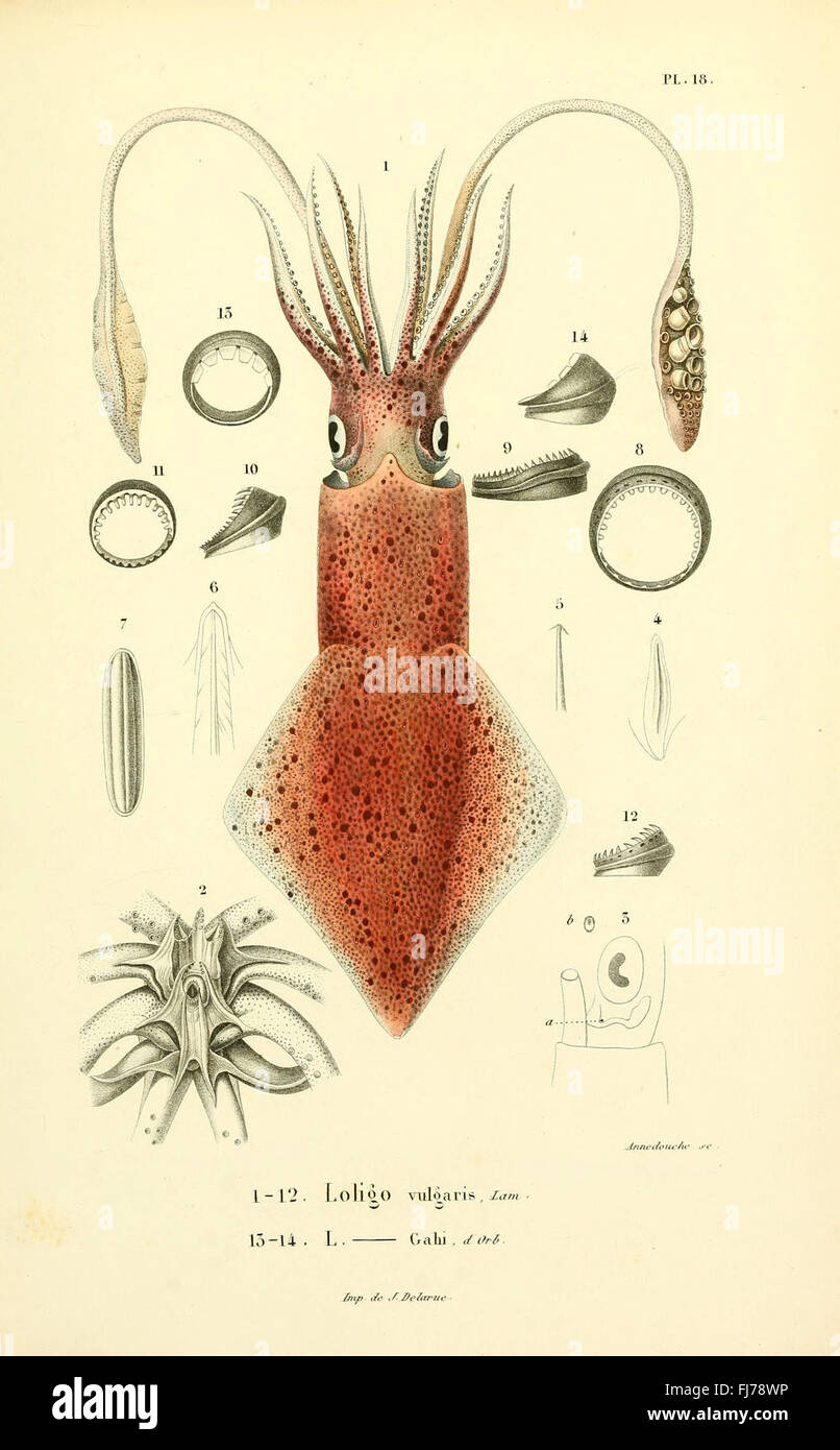 Mollusques vivants et Fossiles: Ein wissenschaftliches Werk, das sowohl ...
