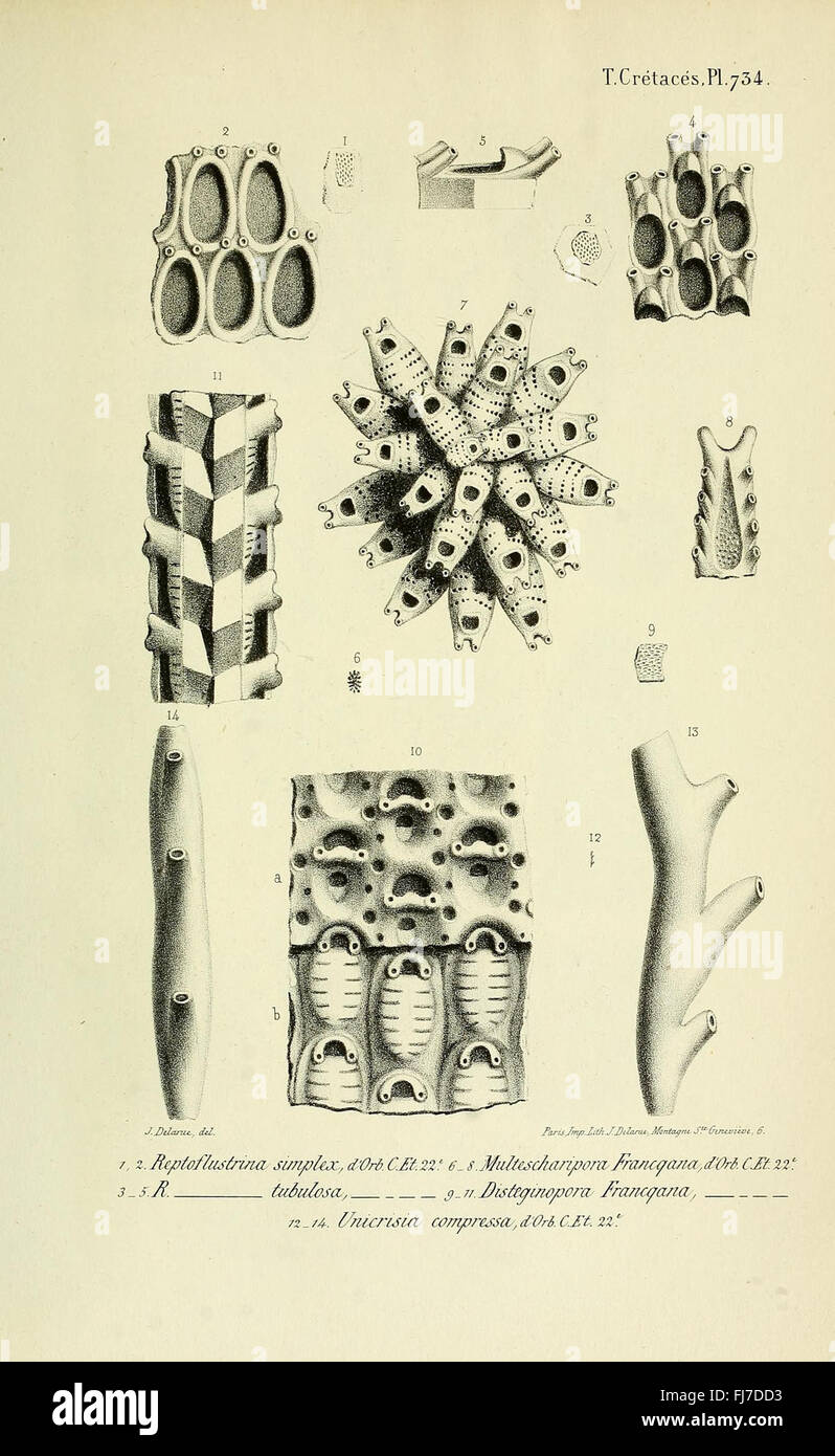 Paléontologie francaise, dokumentiert Fossilien aus der Kreidezeit und ...