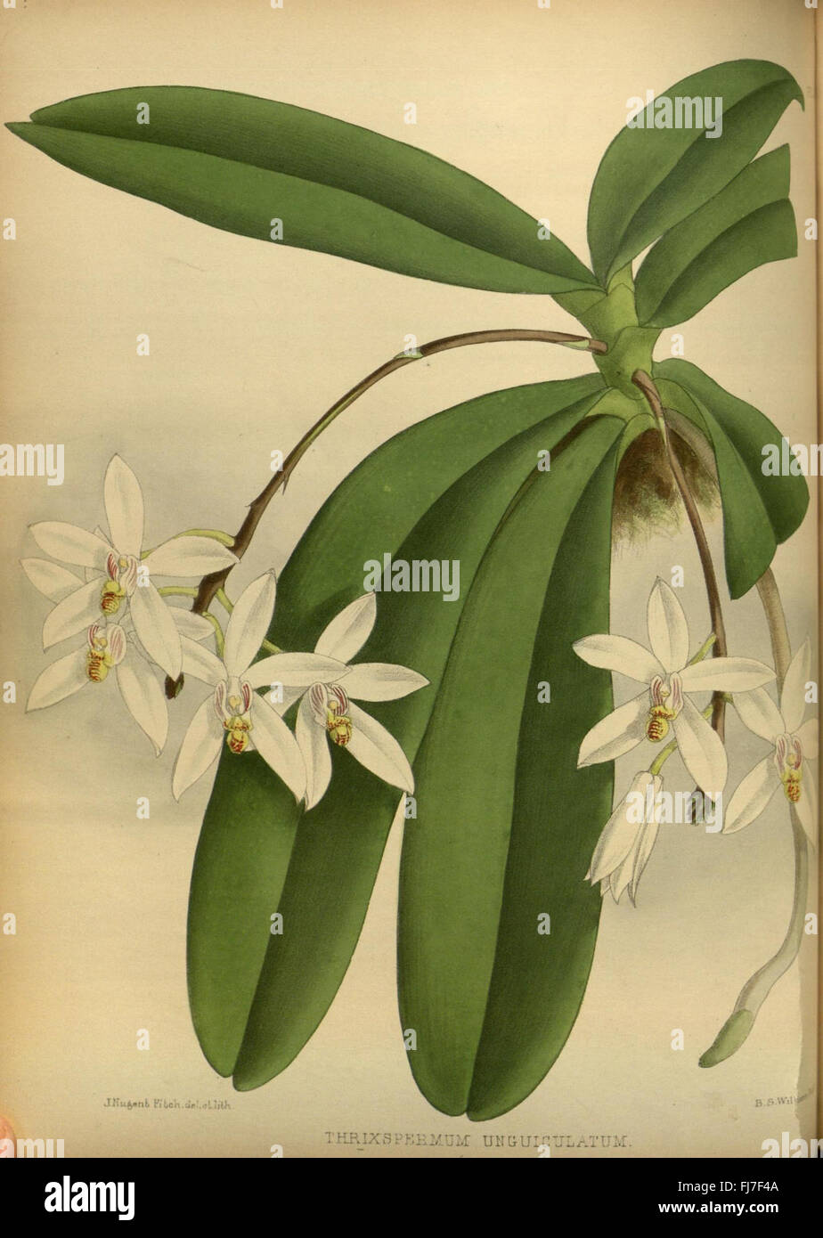 Orchid-Album von R. Warner und B.S. Williams, Band 6, zeigt ...