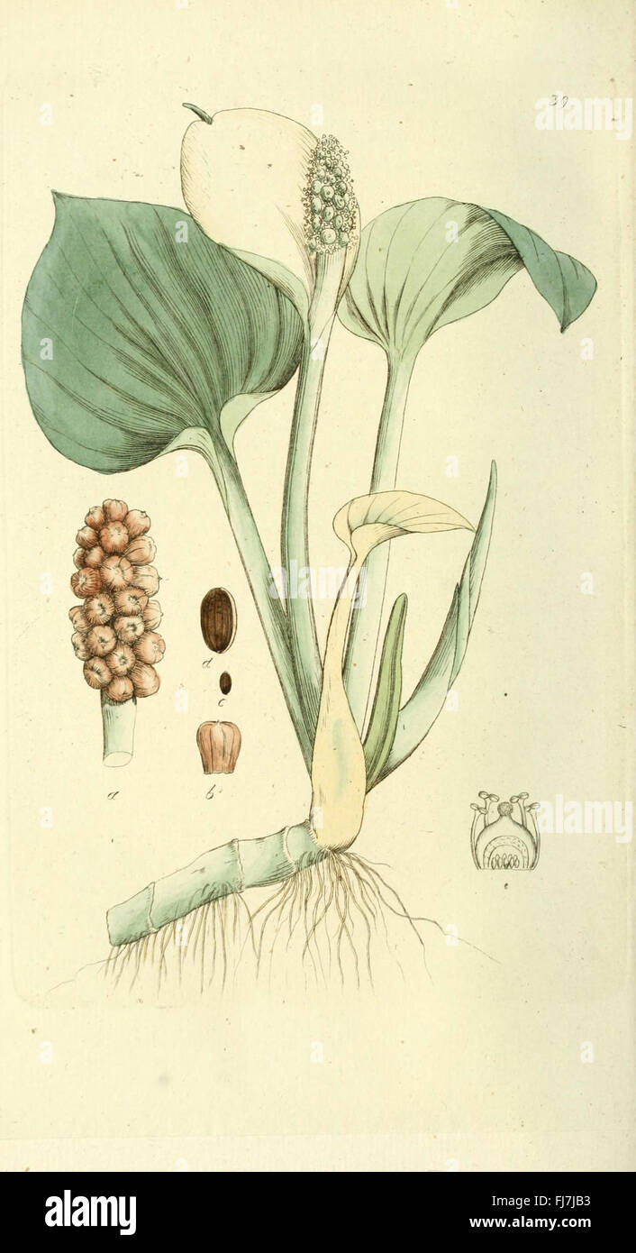 Eine Illustration aus „Svensk Botanik“, die die Pflanzenarten Schwedens ...