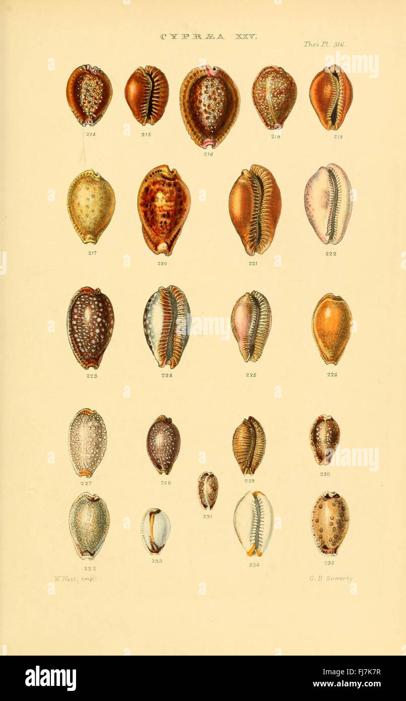 Ein detaillierter Katalog der Muschelarten und ihrer Gattungen, der ...