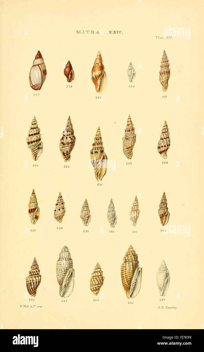 Eine umfassende Monografie, die verschiedene Gattungen von Weichtieren ...